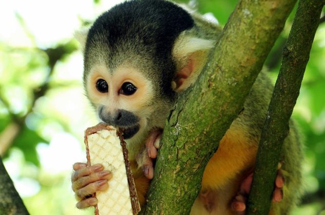 A Guy Walks Into a Bar With His Pet Monkey | Funny Joke of the Day ...